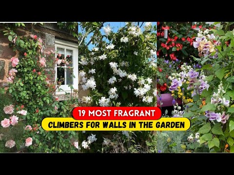 19 Most Fragrant Climbers for Walls in the Garden | Most Scented Vines/Creepers