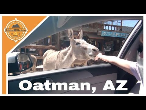 The Wild West | Oatman, AZ