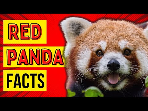 The Top 10 Things You Never Knew About Red Pandas! 🔴 🐼