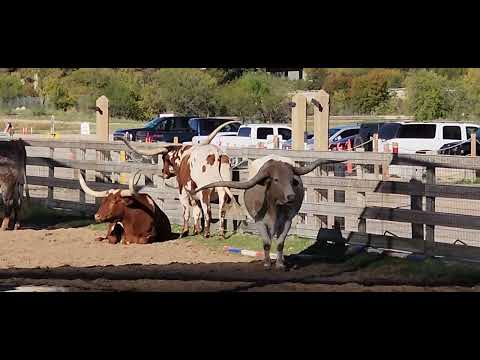 FORTWORTH  STOCKYARDS