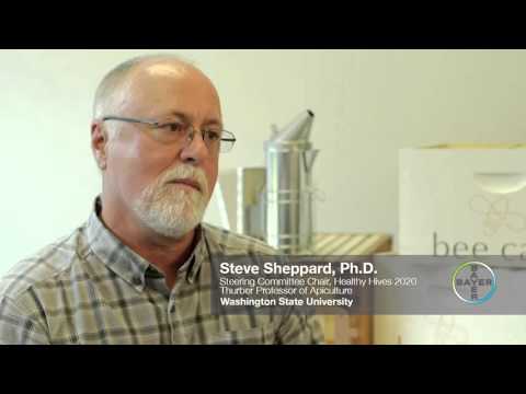 Why One Expert is Optimistic About Bee Health Research