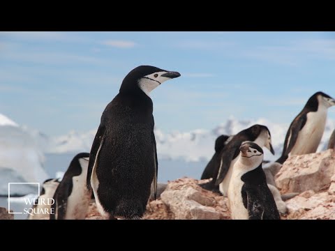 The chinstrap penguin is the most abundant of all penguin species