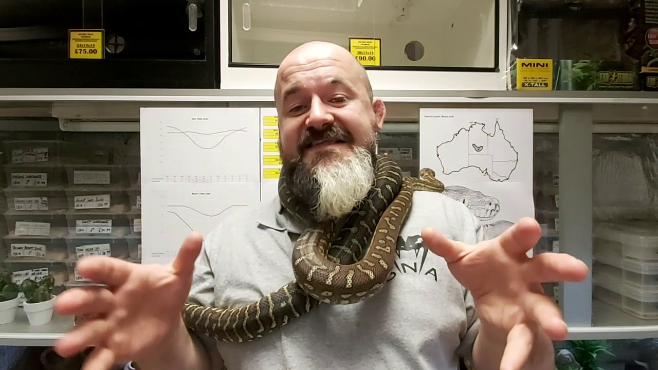 S'N'A Intermediate Series: Episode 24 - Centralian Python (Morelia bredli)