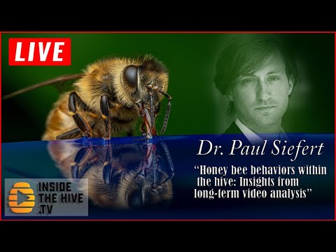 Apis mellifera HONEY BEE behaviors within the hive: Dr. Paul Siefert
