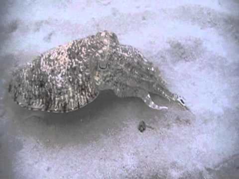 cuttle fish devouring fish and sand camouflage - Part 2.MOD