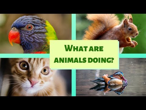 What Are The Animals Doing - Present…: English ESL video lessons