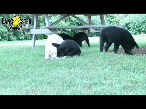 Outgoing Labrador Retriever Hybrid Puppies