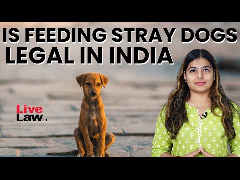 IS FEEDING STRAY DOGS LEGAL IN INDIA? [HINDI]