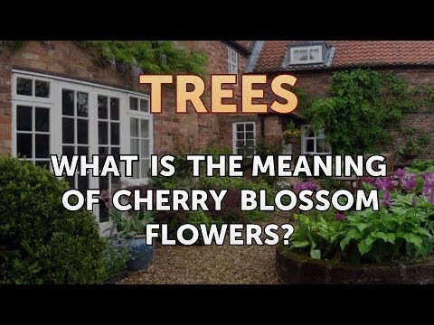 What Is the Meaning of Cherry Blossom Flowers?
