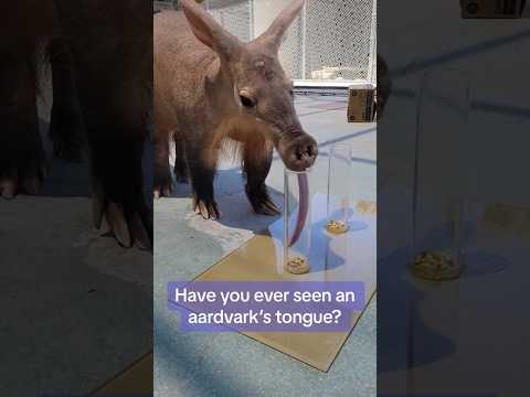 Aardvark Uses Tongue to Slurp Up Worms #animalfacts #aardvark