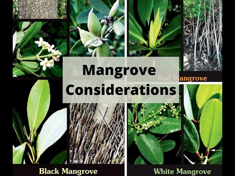 Mangrove Considerations