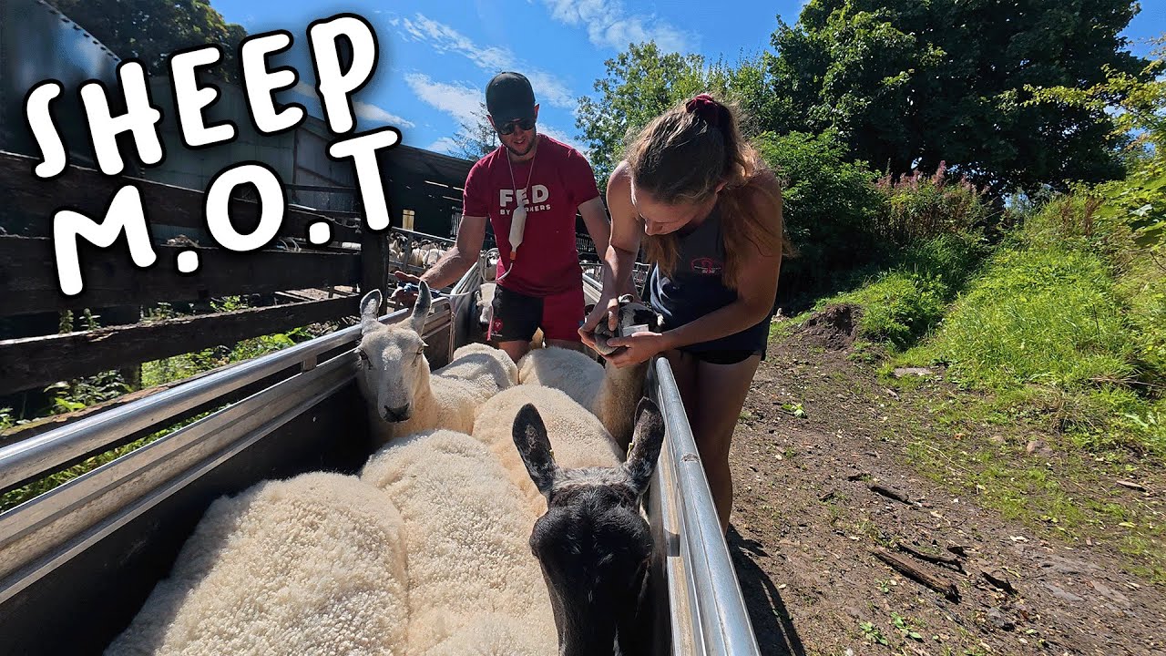 Choosing next years breeding flock!