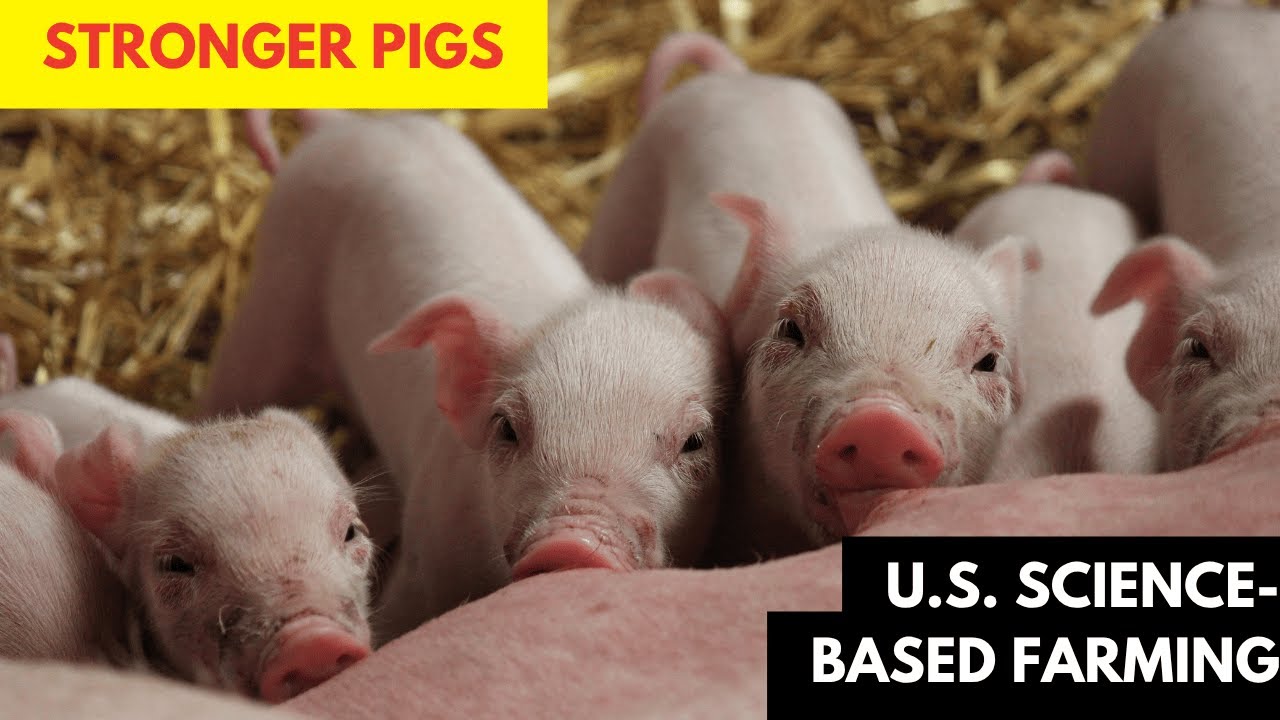 How U.S. Farmers Breed Stronger, Healthier Pigs – Backed by Science