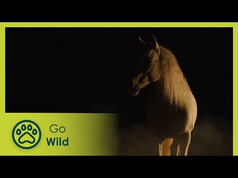 Horses: our hearts still beat as one | Go Wild