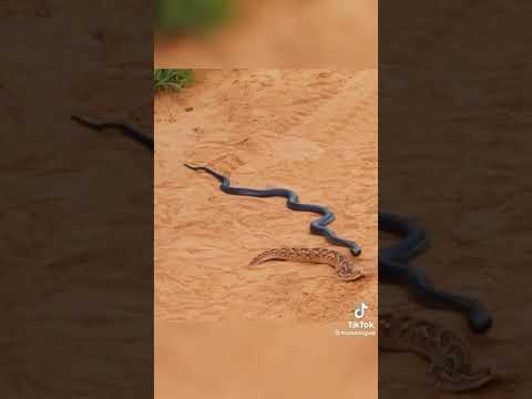 Black King cobra ???? vs Russell viper very dengerous fight