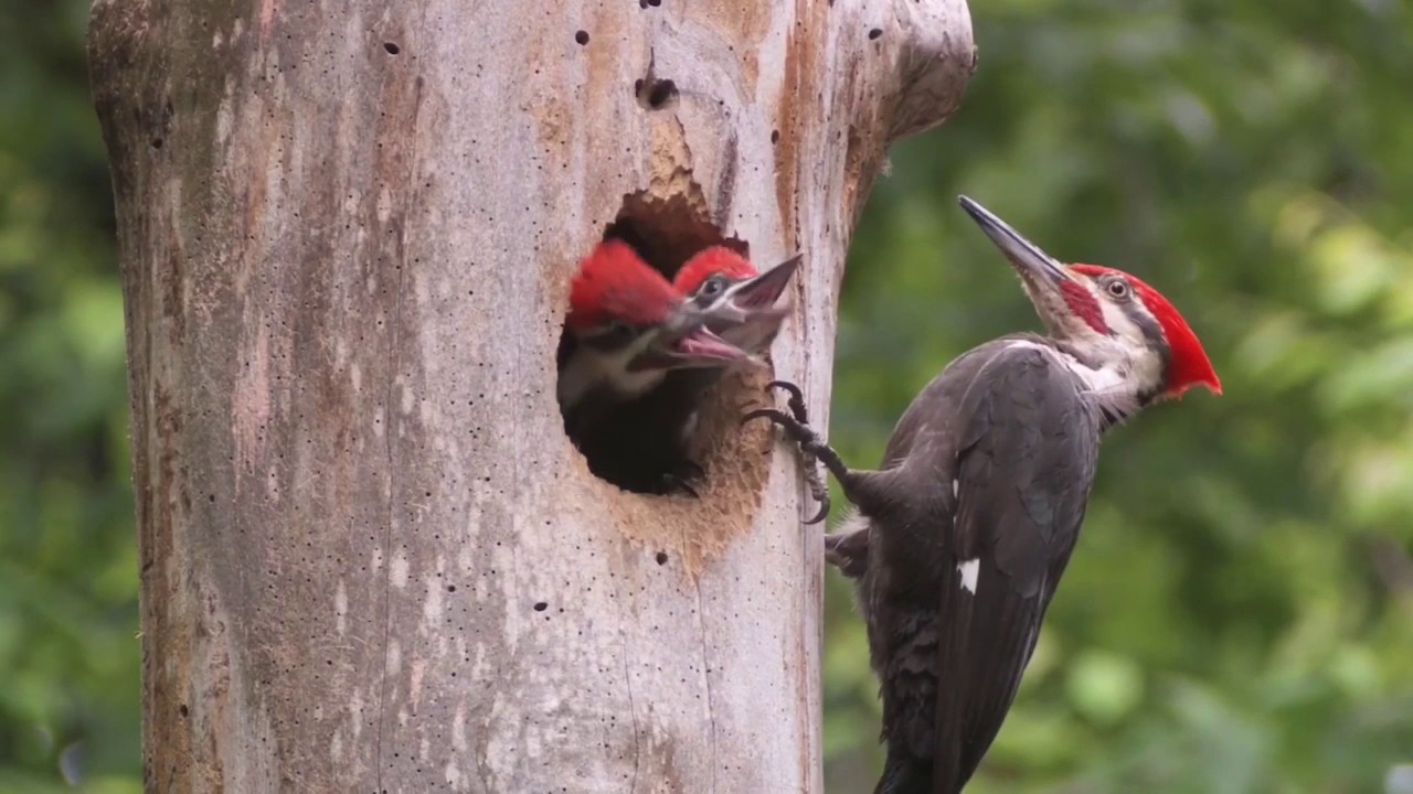 Using LIDAR in Forest Management