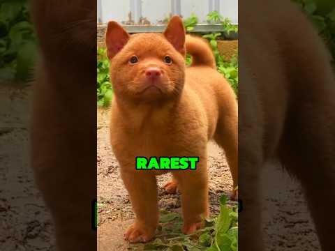 A Real Life Catdog! | Rarest Dog Breed In The World! #shorts #dog #animals #catdog #hmongdog