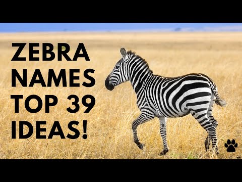 🦓 Zebra Names 39 🌿 CUTE 🌿 TOP 🌿 GOOD Names Ideas | Names