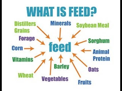 Cattle Feed Raw Material at Best Price in India