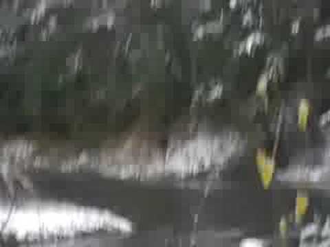 Adirondack Moose | Adirondack Deer Hunting