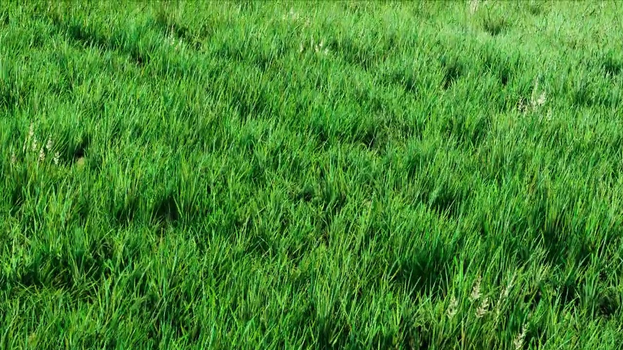 Natural Grass Background Video