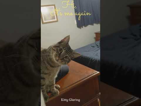 Cat Staring Into Camera meme: Best Cat Reaction For Camera! TRY NOT TO LAUGH #shorts