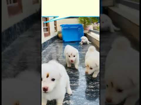 Pomeranian puppies for sale / pair -- 14000