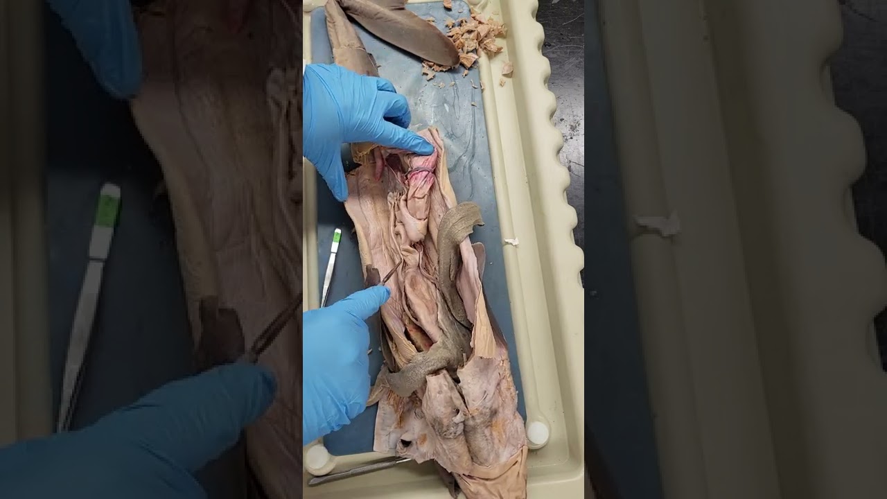 Dogfish shark anatomy (circulatory, urogenital, digestive, muscular, external)