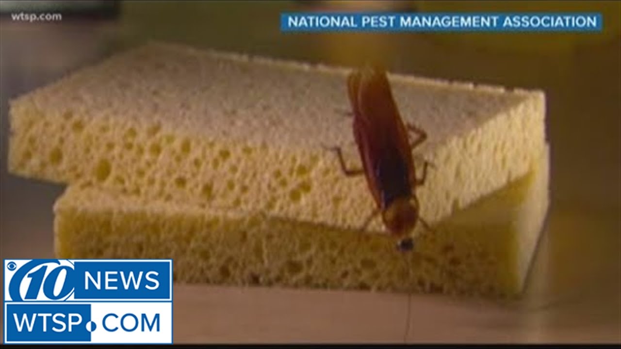 Tampa named to top 10 list of vector pests