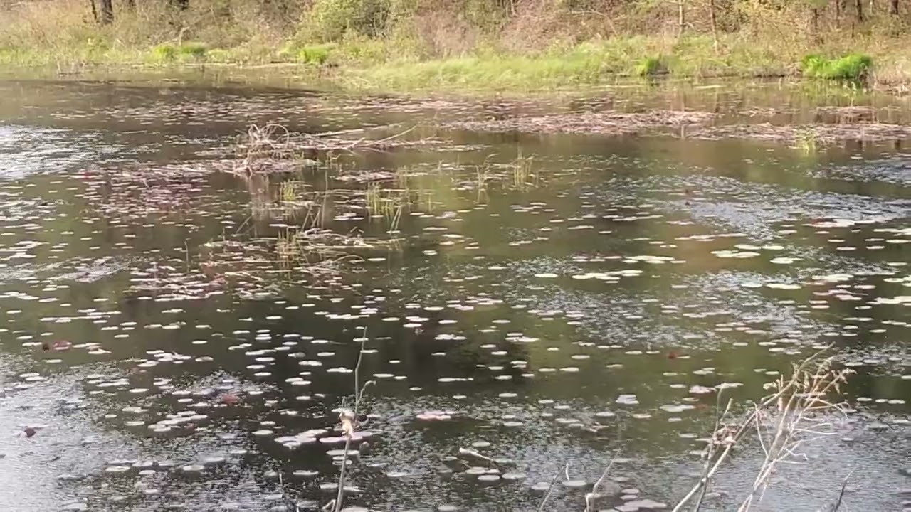 American Toads are Wild Today in New Hampshire.