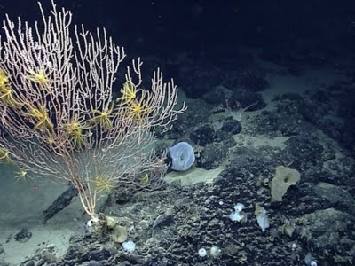 Obama Designates First Atlantic Marine Monument