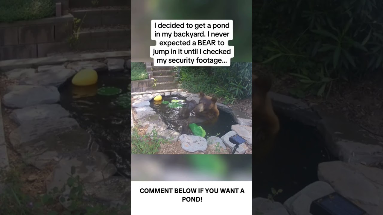 Bear caught washing in the pond