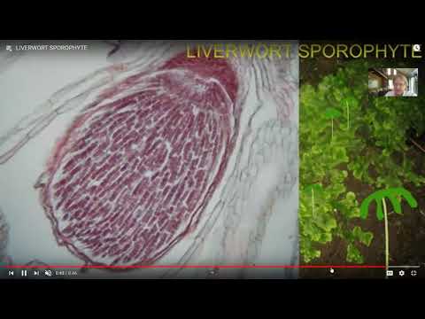 plant life cycles: gametophytes & sporophytes