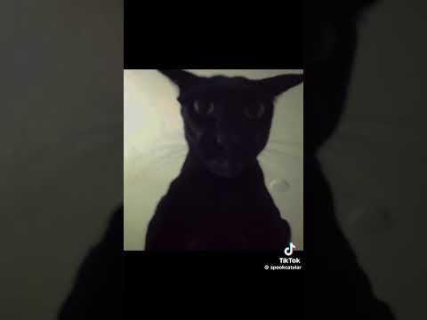 Oh god it Larry... #memes #cat #spooky #scary