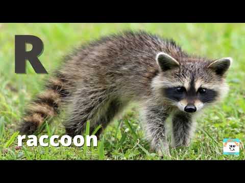 Five Words that Start with R | ABC | Alphabet