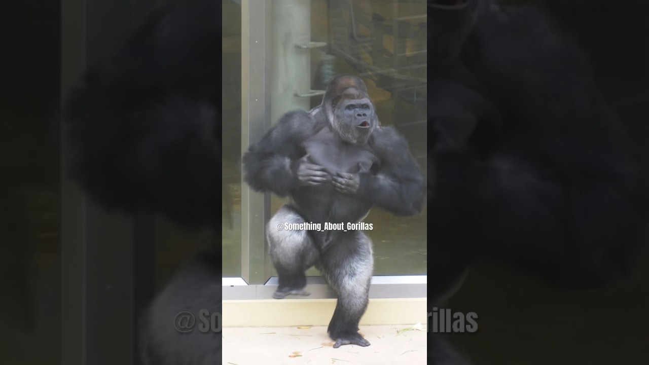 Huge Silverback Gorilla Vocalization & Massive Chest Beating!! #gorilla #shabani