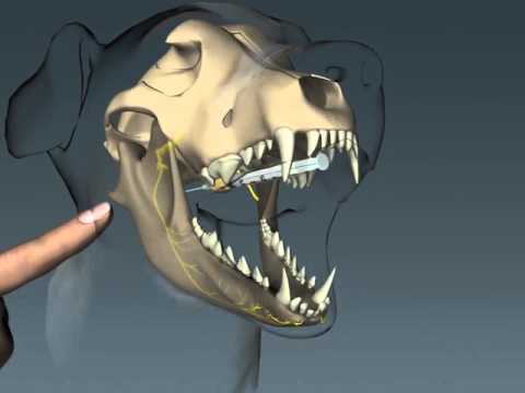 Inferior Nerve Block in Canines