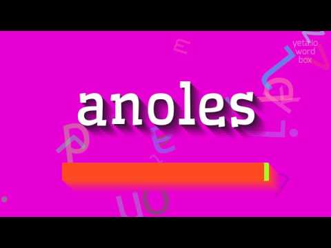 How to say "anoles"! (High Quality Voices)