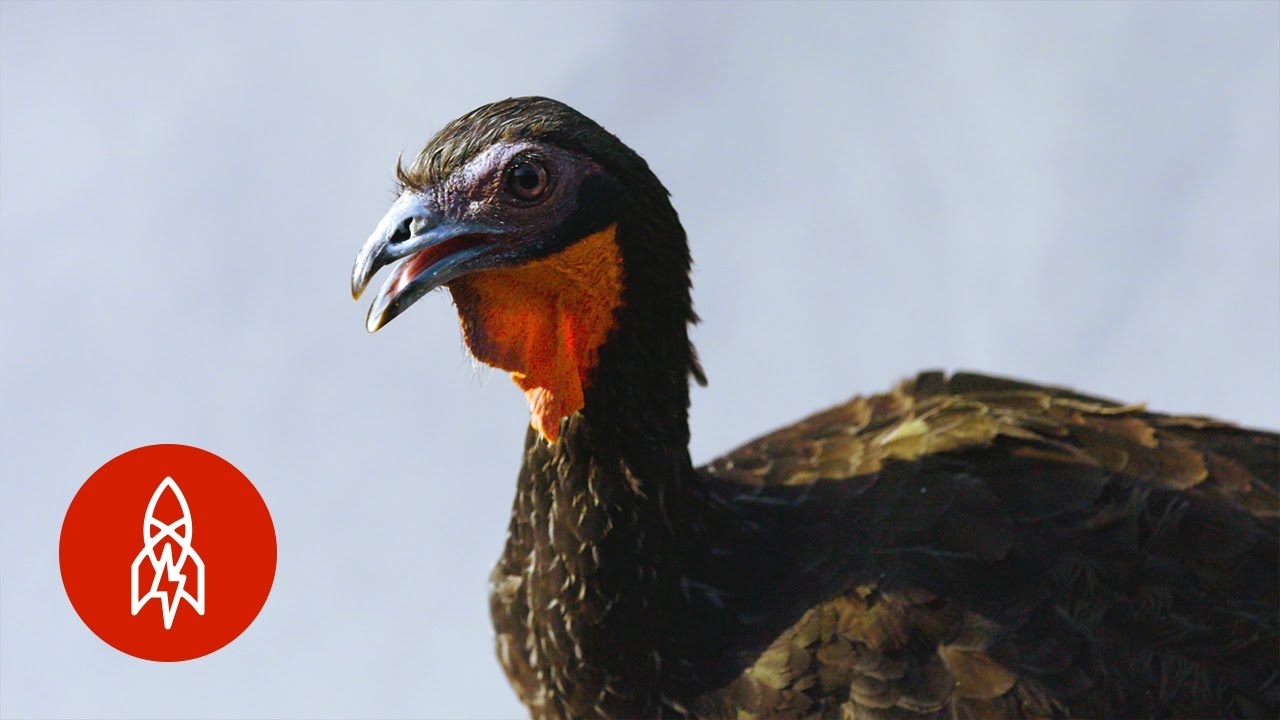 This Bird that Came Back From Extinction