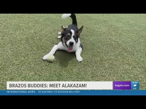 Brazos Buddies featured pet of the week: Alakazam
