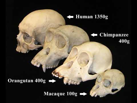 Biological anthropologist | Wikipedia audio article