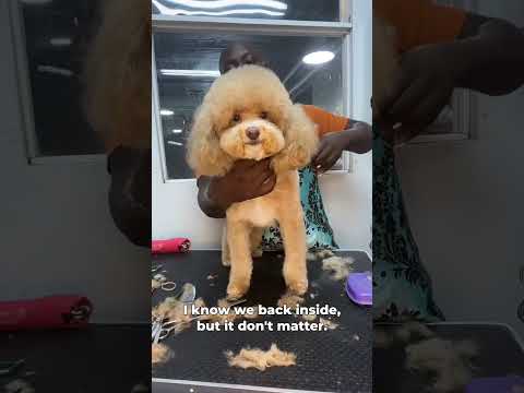 I turned Teddy into Teddy #dog #dogcare#doggrooming #dog father of harlem