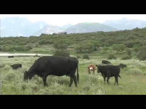 The Legacy of Cattle in Colorado: The families who raise beef