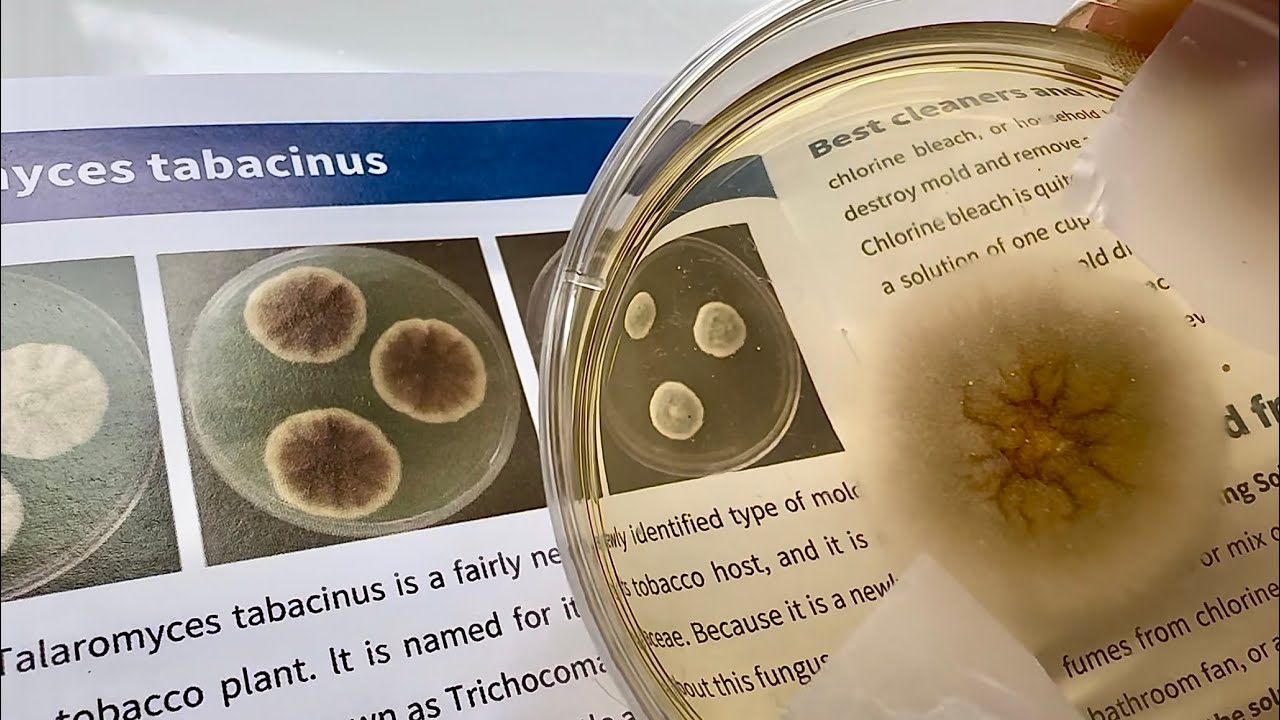 How to test for mold at home - DIY Mold Kit Tests Air, HVAC & Surfaces for Hidden Mold Fast! GGEPIAO