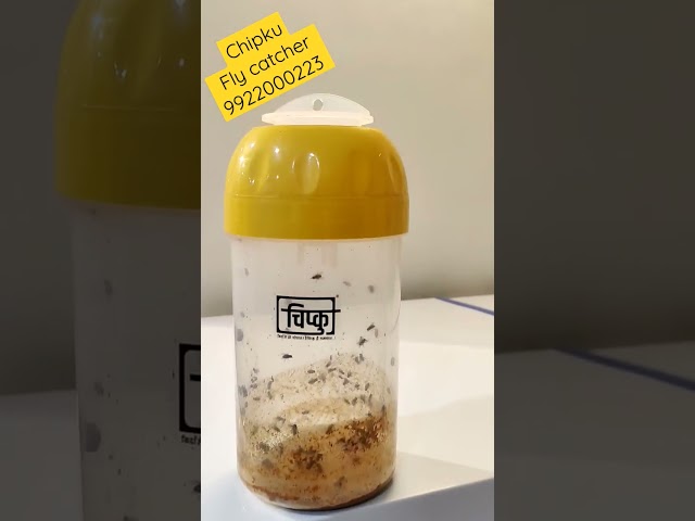 Poultry Feeder - chipku Poultry fly traps with atttractant bait for ...