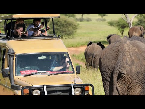 Experience the Magic of Serengeti Wildlife Now!