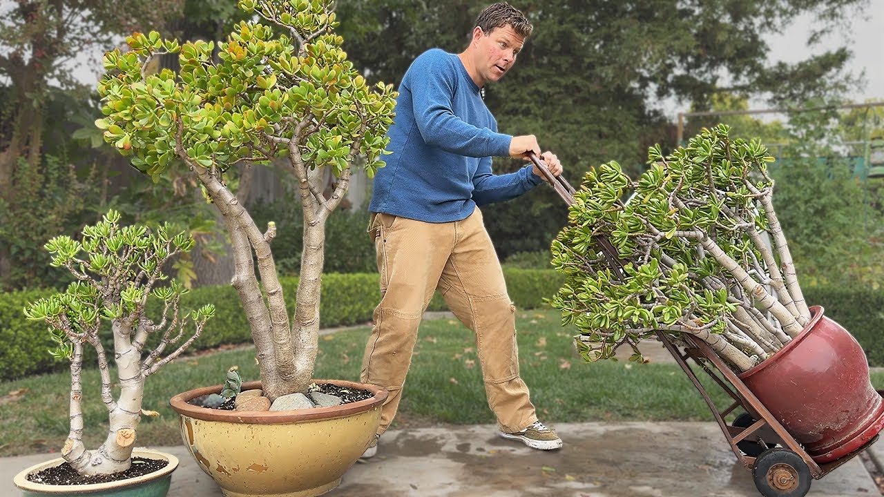 How to Grow a Jade Plant Into a TREE