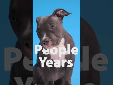 An annuity can provide lifetime income in retirement. #Planimals