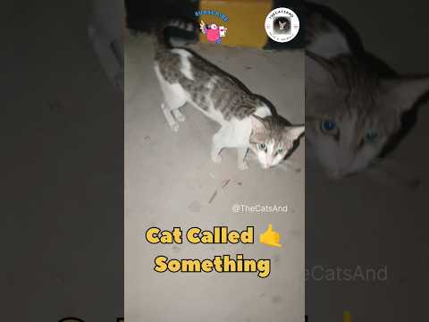 What is a Cat Calling Owner | Cat Called Something | #shorts #ytshorts #youtubeshorts @TheCatsAnd