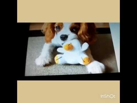 Images de chien adorable 😍